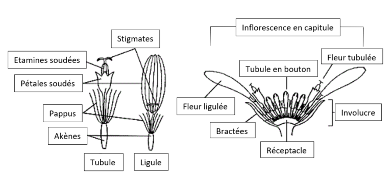 La pâquerette comestible et médicinale - Monde de Sens